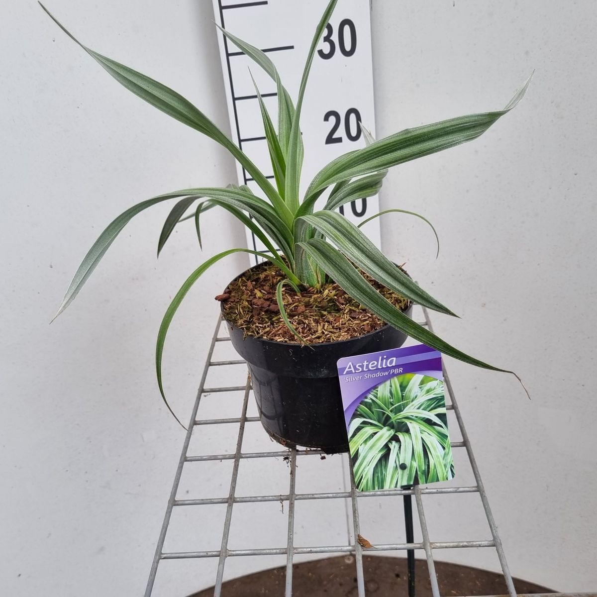 Astelia 'Silver Shadow' — Рослини оптом FlorAccess