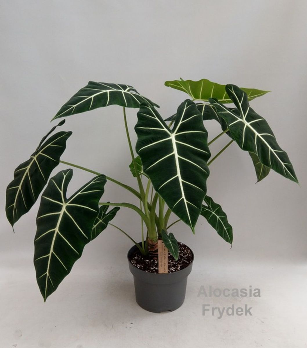 Alocasia micholitziana 'Frydek' — Pflanzengroßhandel FlorAccess