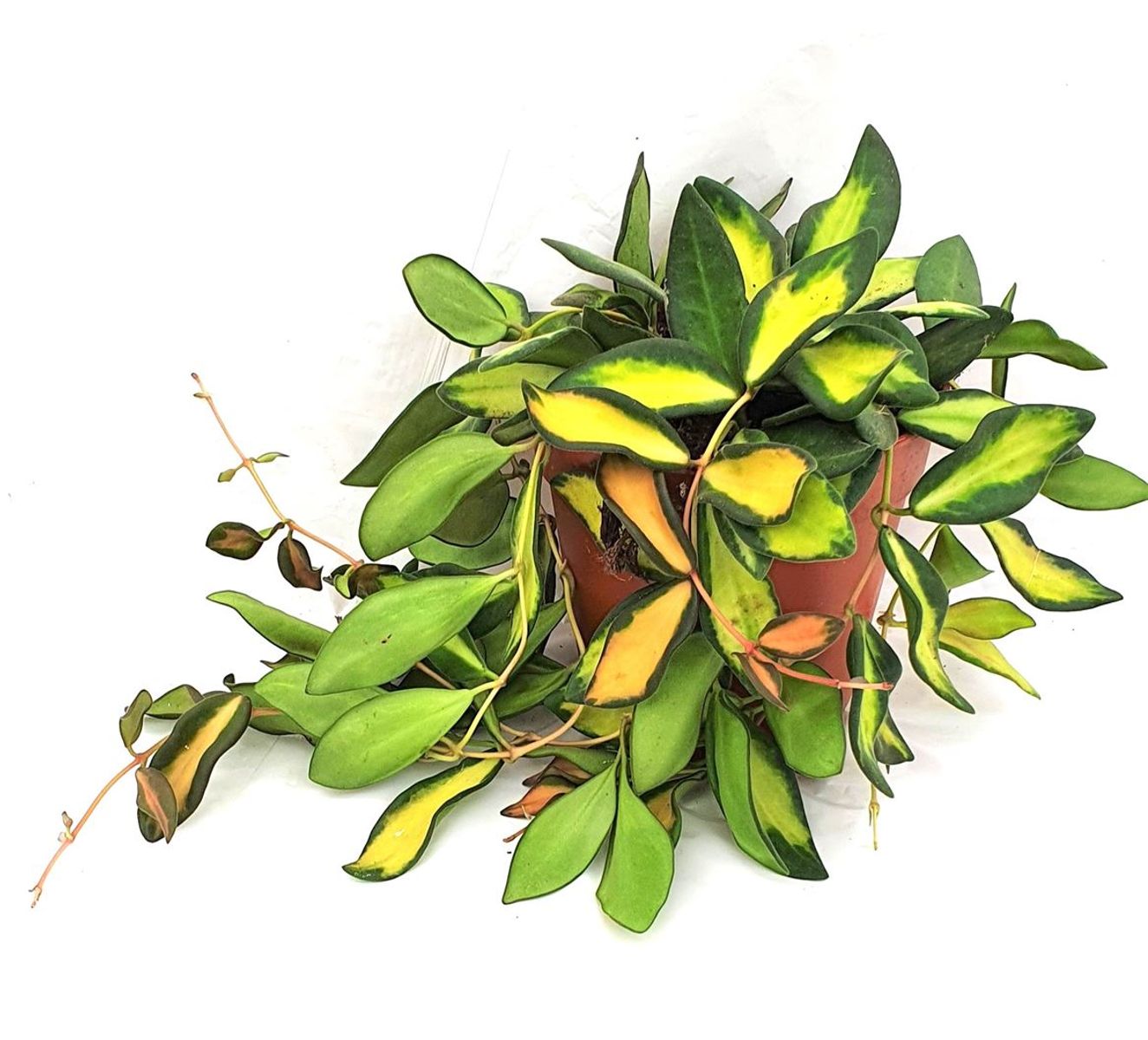 Hoya 'DS-70' — Plant Wholesale FlorAccess