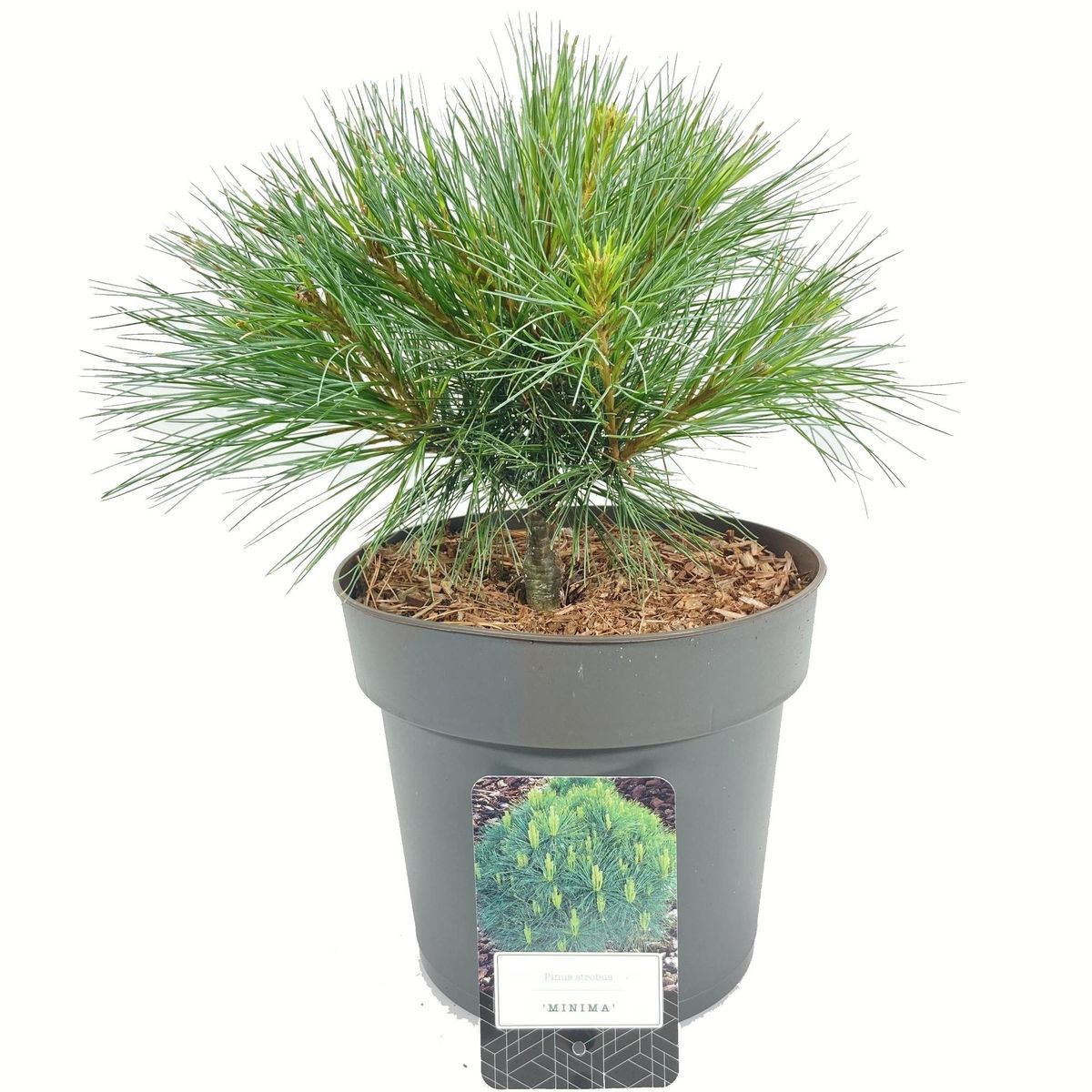 Pinus strobus 'Minima' — Plant Wholesale FlorAccess