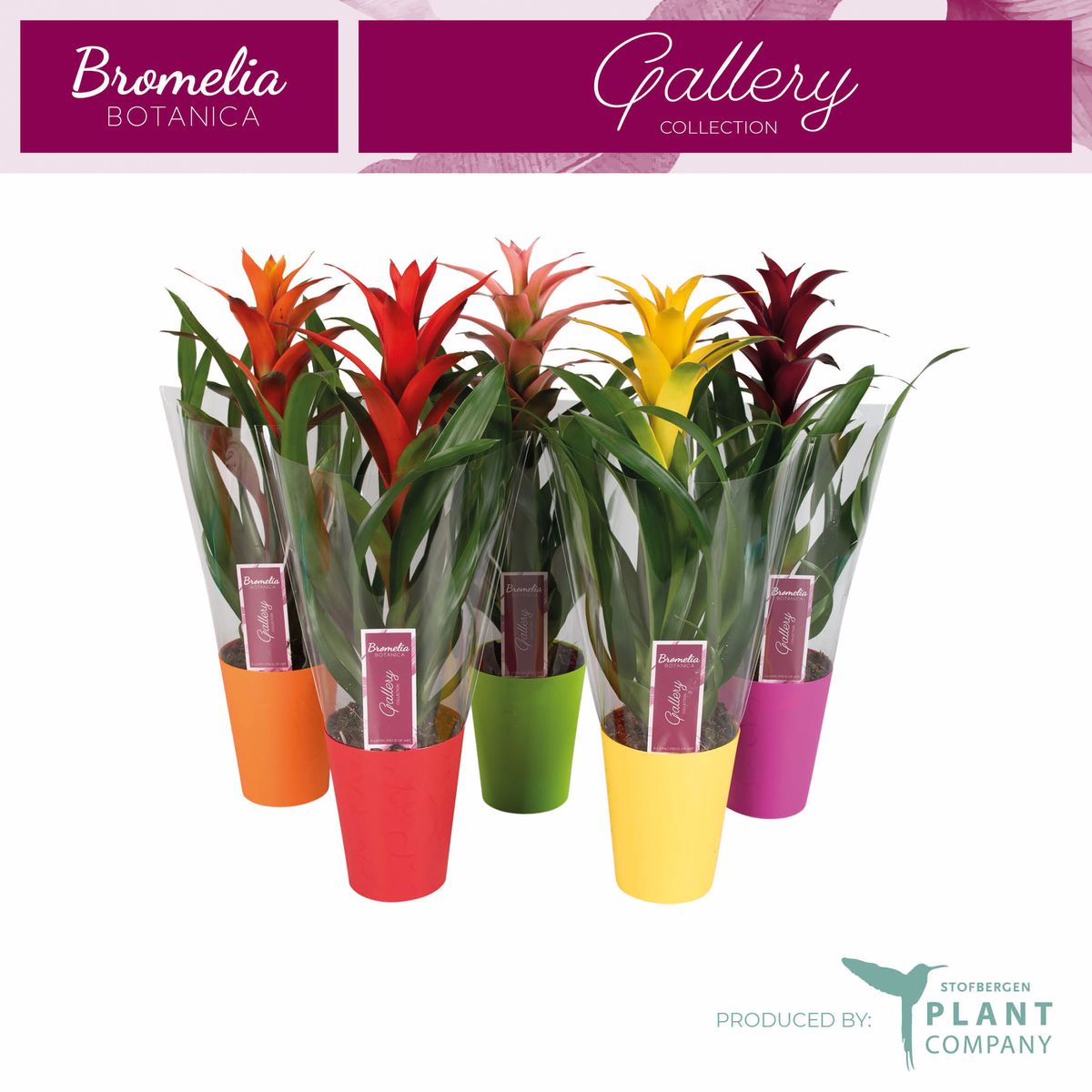 Guzmania MIX — Plant Wholesale FlorAccess