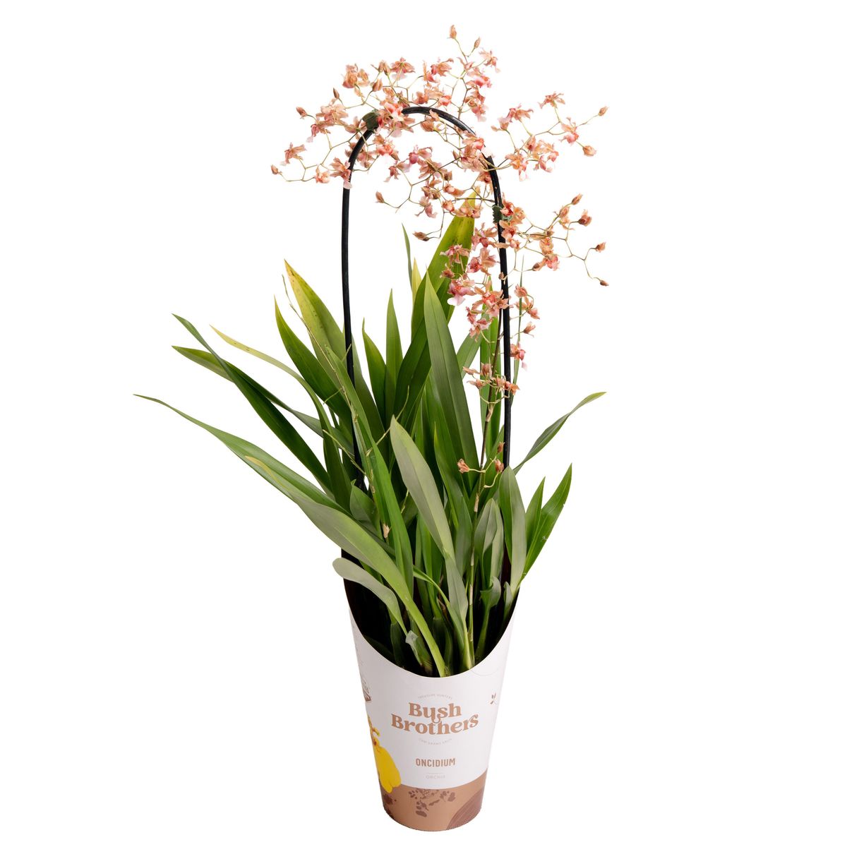 Oncidium Rosy Sunset — Toptan Bitki Satışı FlorAccess