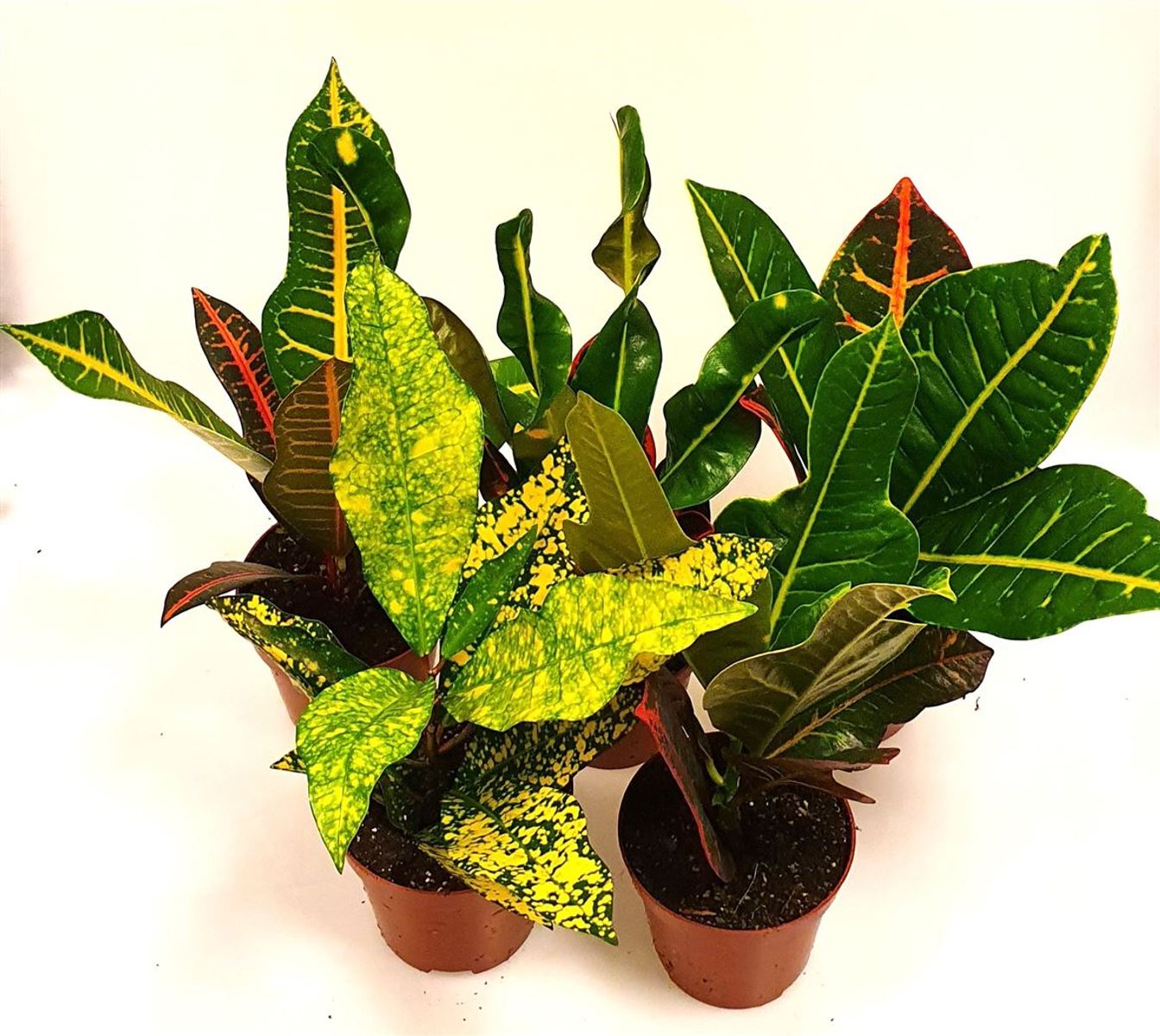 Codiaeum variegatum MIX — Plant Wholesale FlorAccess