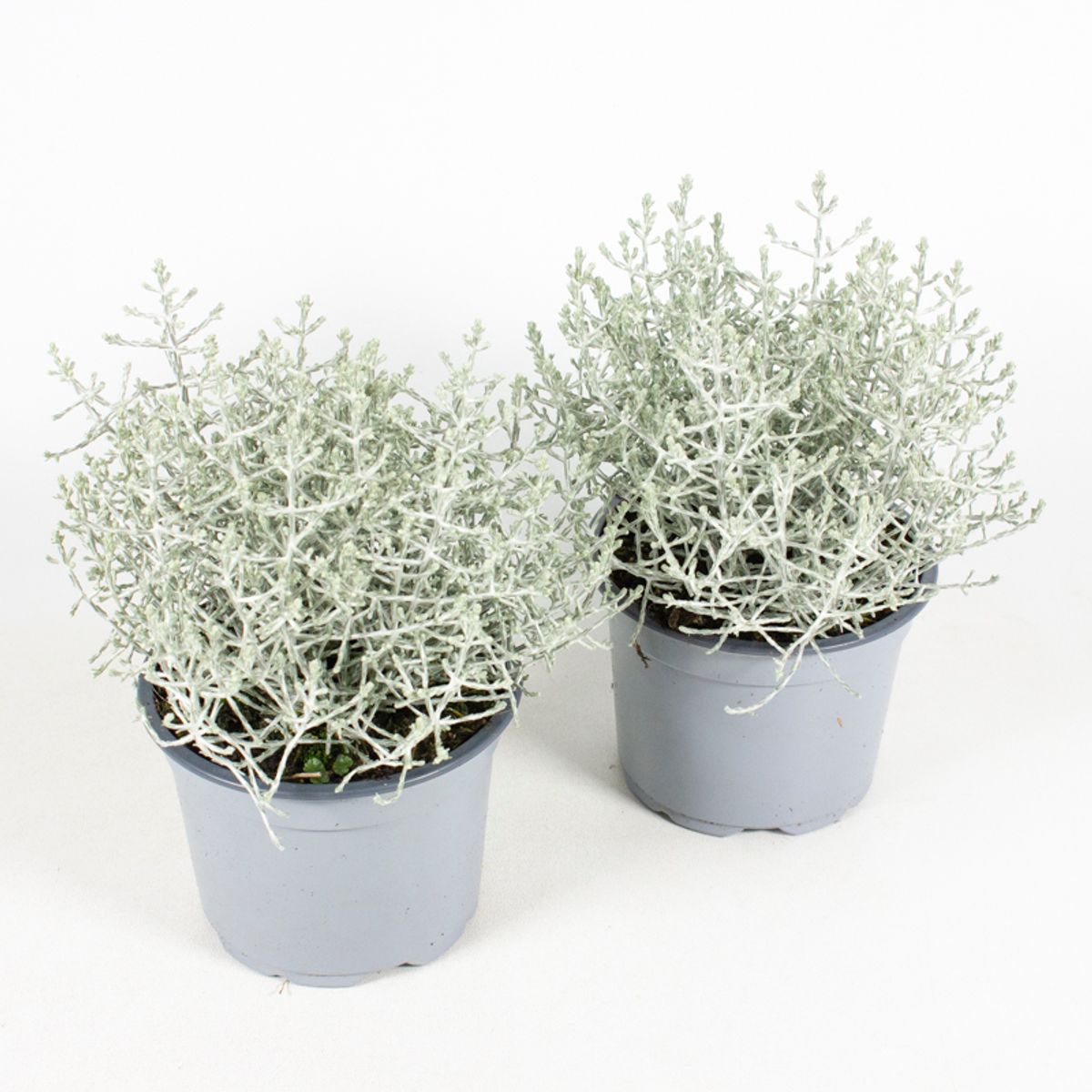 Leucophyta brownii — Plant Wholesale FlorAccess