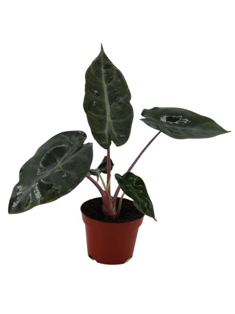 Alocasia 'Pink Dragon' — Plant Wholesale FlorAccess