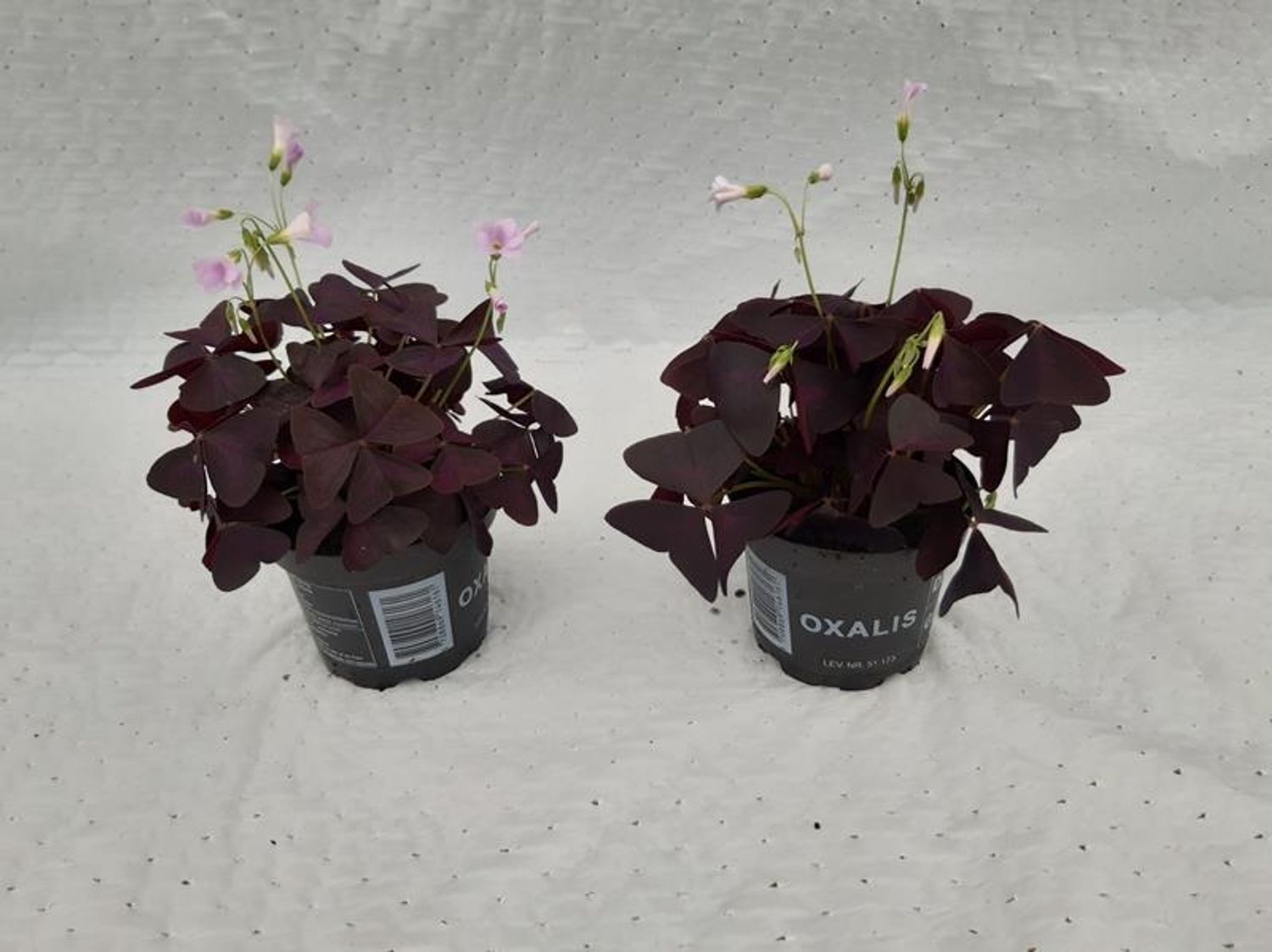 Oxalis triangularis — Plant Wholesale FlorAccess