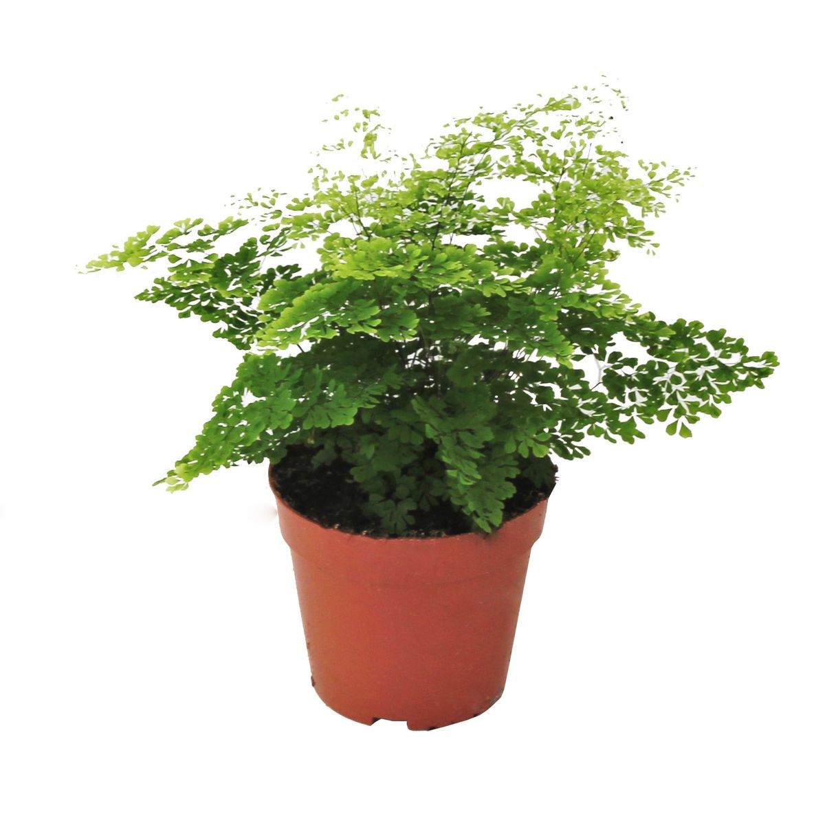 Adiantum microphyllum — Plant Wholesale FlorAccess