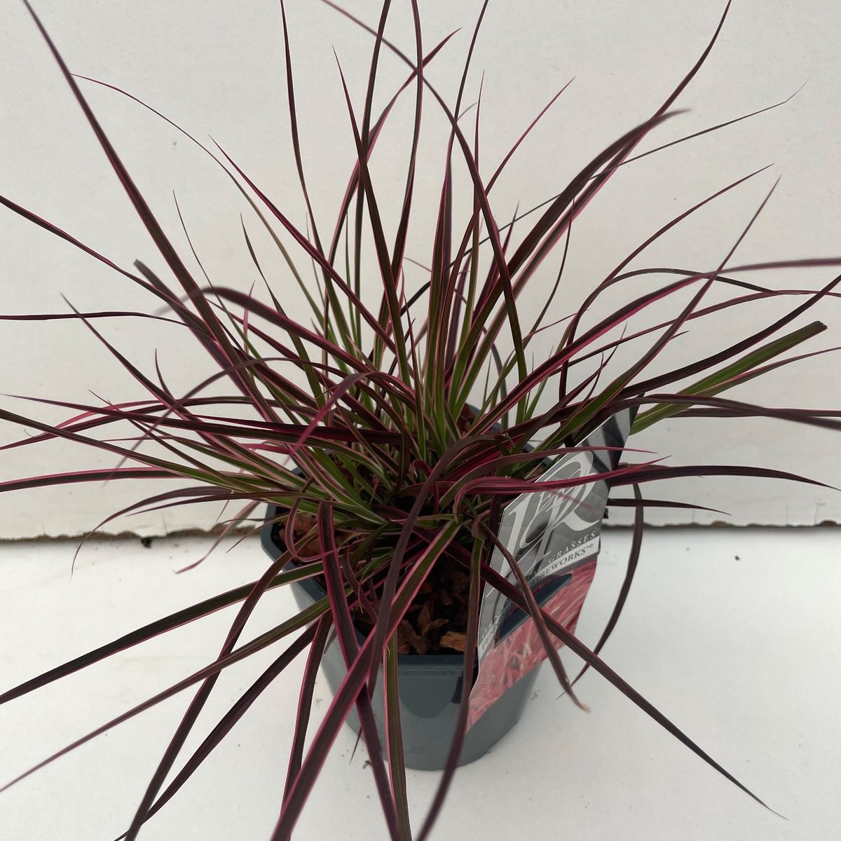 Pennisetum advena 'Fireworks' — Plant Wholesale FlorAccess