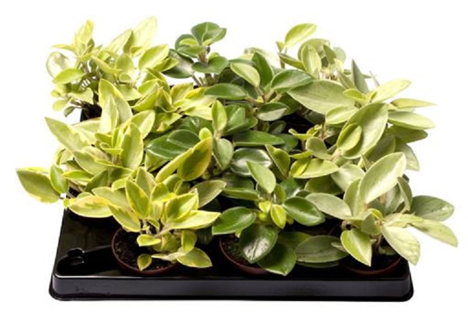 Peperomia MIX — Mayorista de plantas FlorAccess