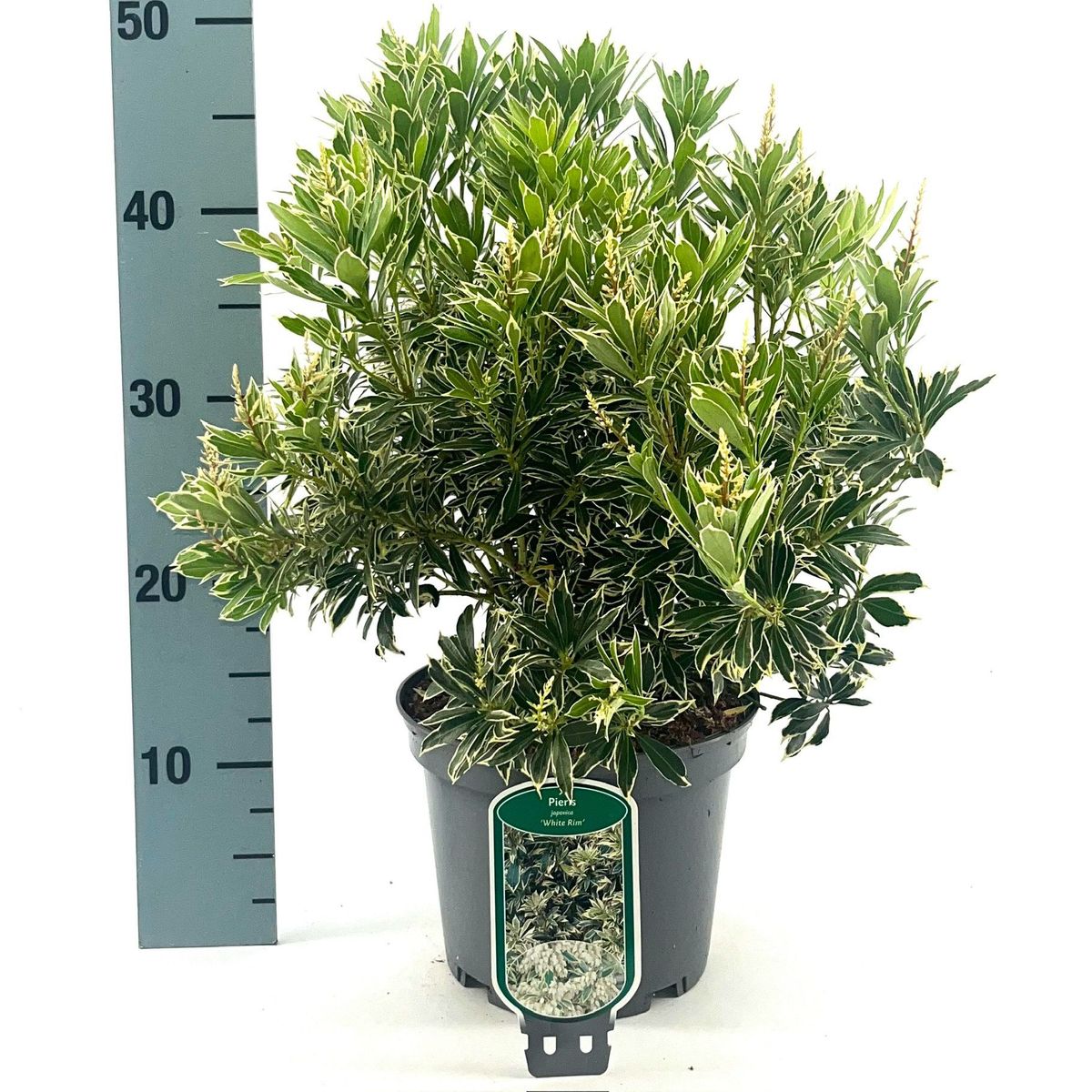 Pieris japonica 'White Rim' — Plant Wholesale FlorAccess