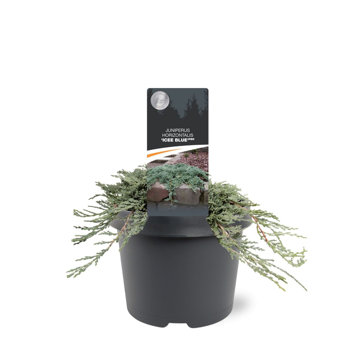 Juniperus horizontalis ICEE BLUE — Plant Wholesale FlorAccess