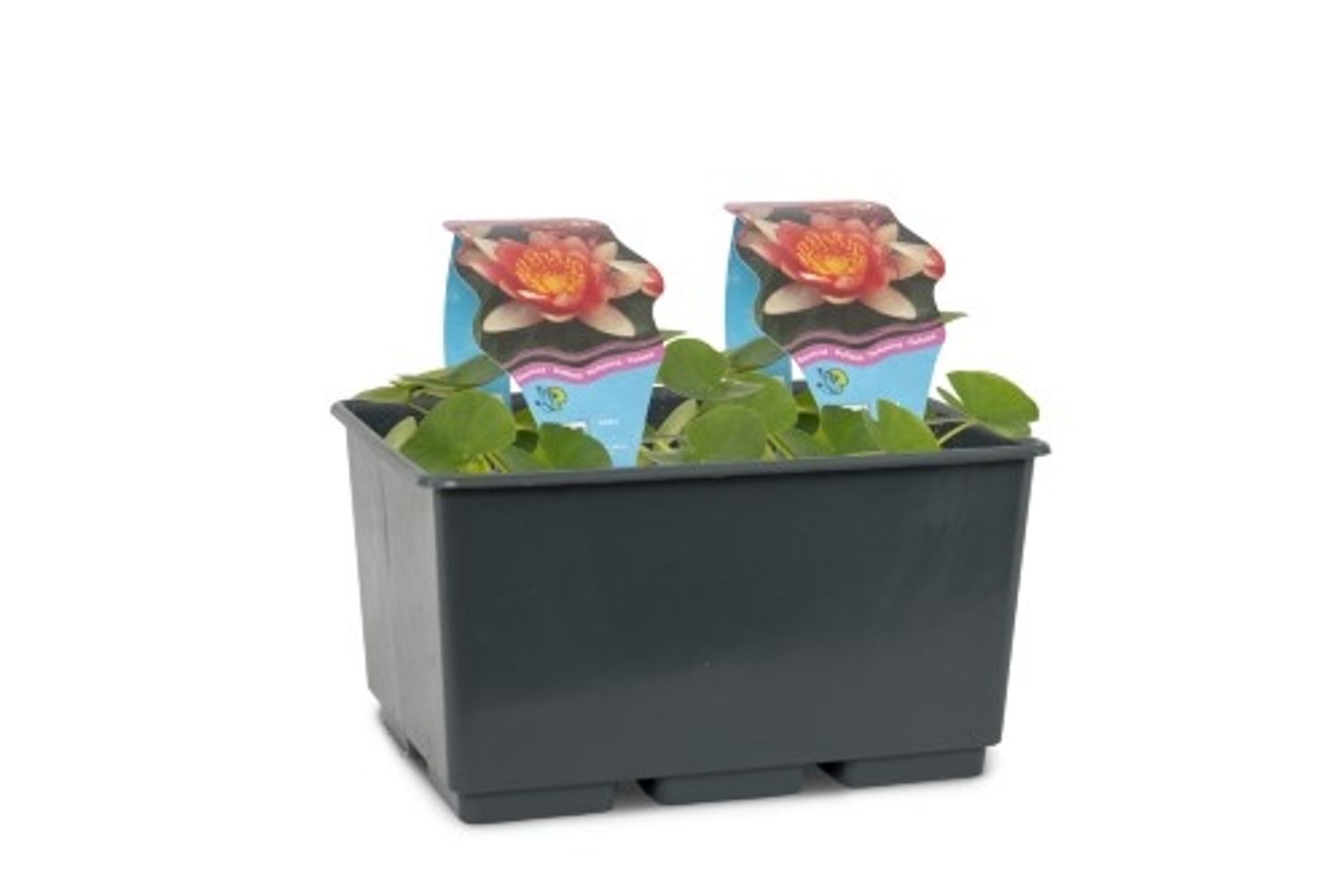 Nymphaea 'Comanche' — Plant Wholesale FlorAccess