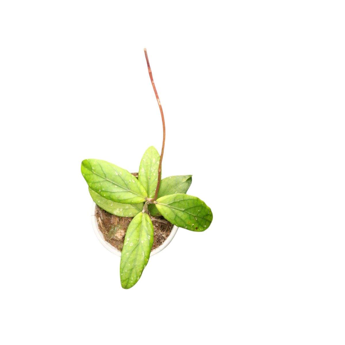 Hoya 'Gayo' — Plant Wholesale FlorAccess