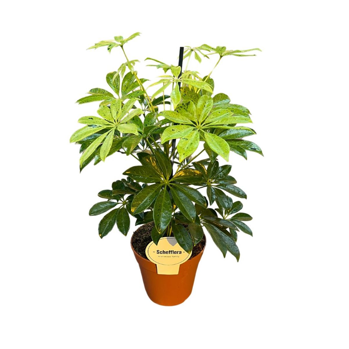 Schefflera arboricola 'Anna' — Plant Wholesale FlorAccess