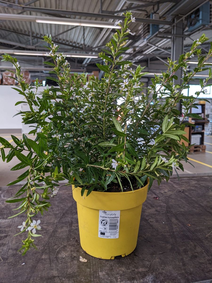Cuphea hyssopifolia FLORIGLORY MARIA — Plant Wholesale FlorAccess