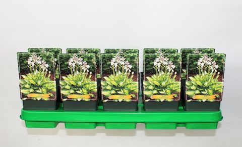 Hosta 'Colored Hulk' — Рослини оптом FlorAccess