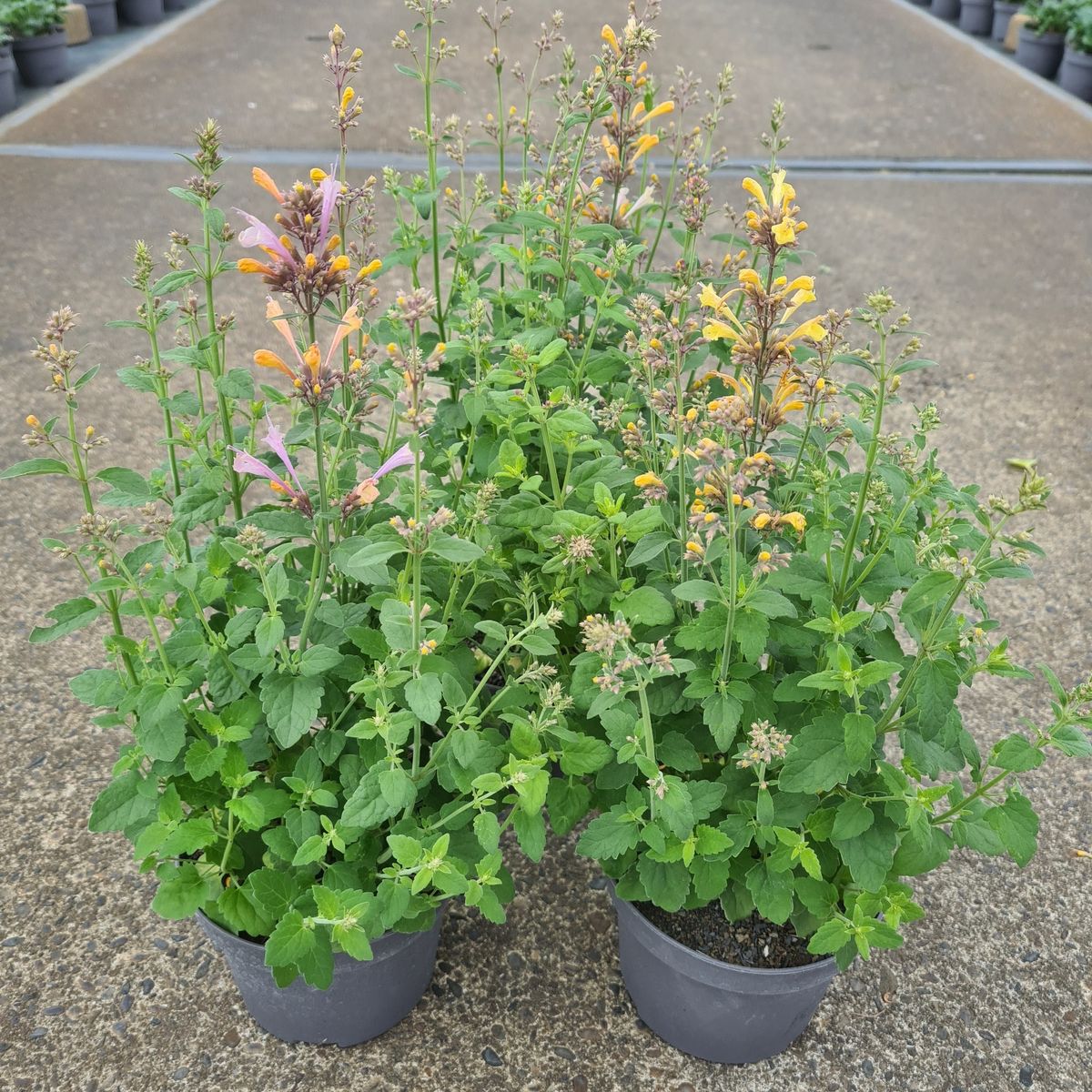 Agastache aurantiaca 'Fragrant Carpet' — Plant Wholesale FlorAccess