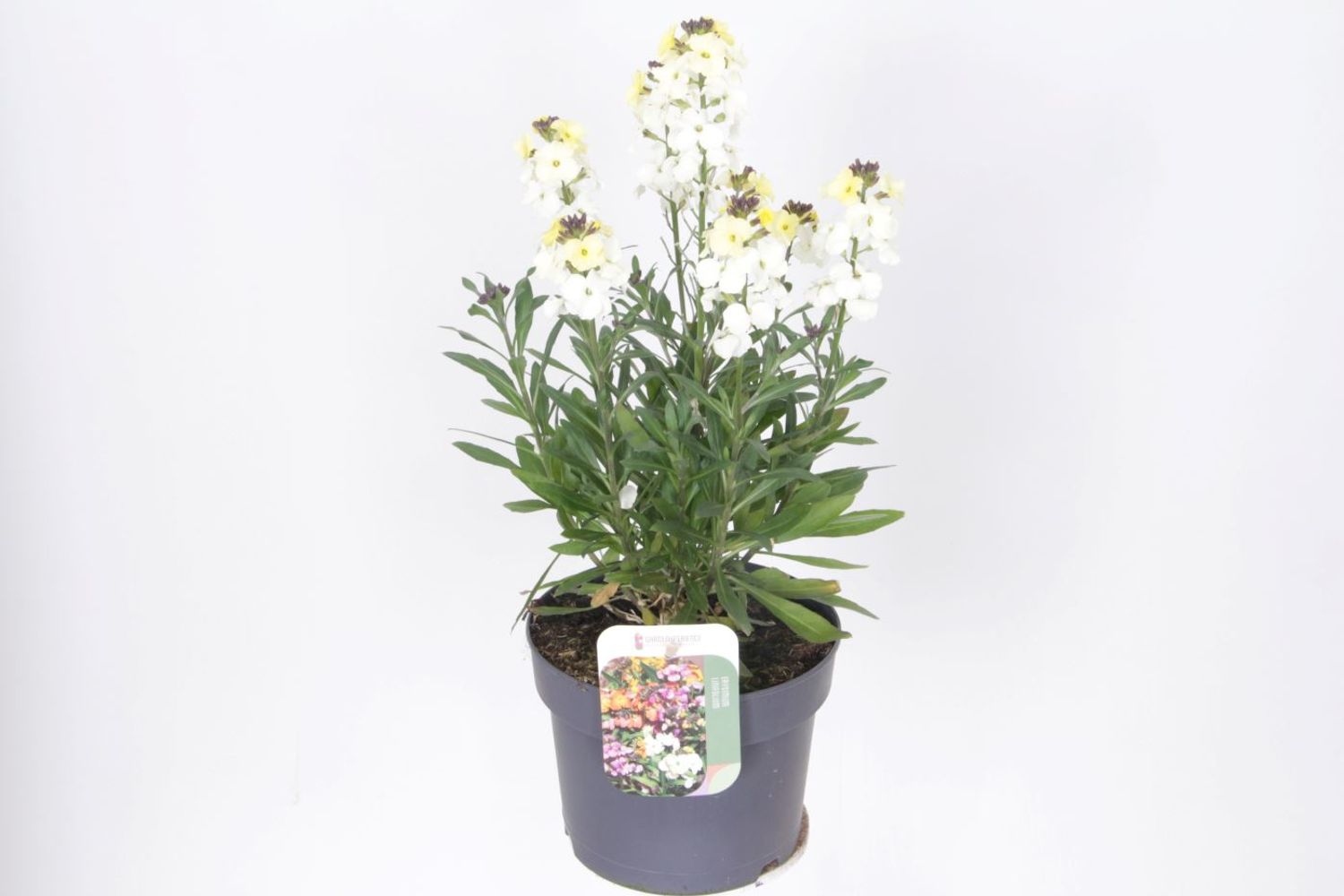 Erysimum LEYA LEMON GLOW — Plant Wholesale FlorAccess