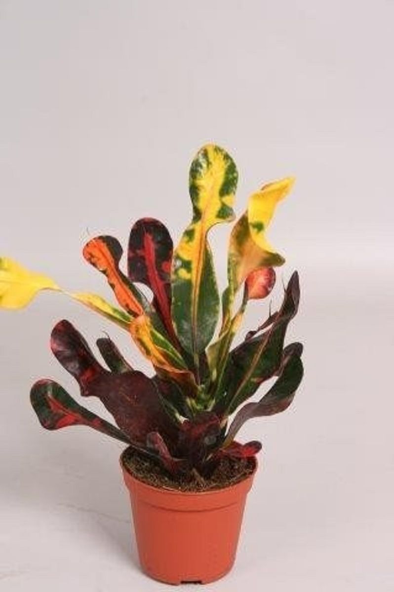 Codiaeum variegatum 'Mammi' — Plant Wholesale FlorAccess