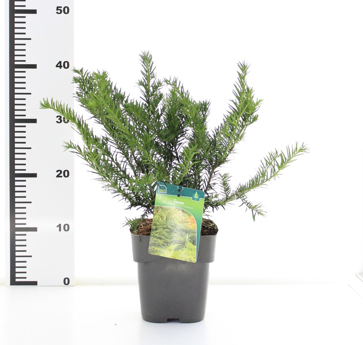 Taxus baccata 'Repandens' — Plant Wholesale FlorAccess