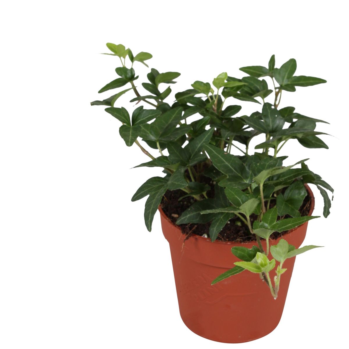 Hedera helix 'Shamrock' — Plant Wholesale FlorAccess