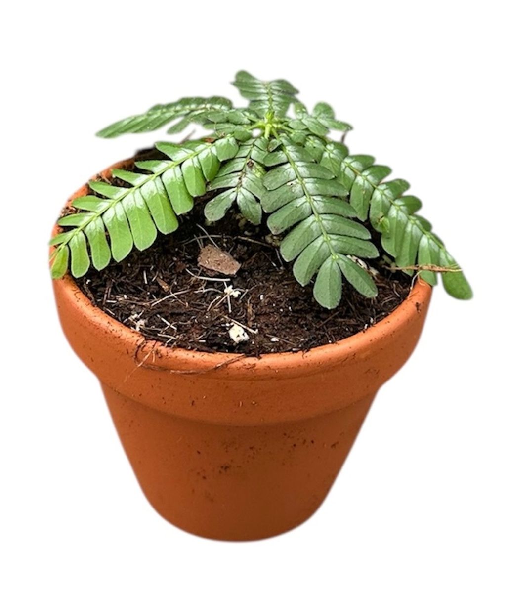 Biophytum 'Snowman' — Plant Wholesale FlorAccess