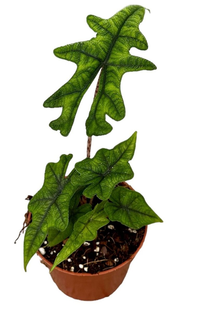 Alocasia 'Jacklyn' — Plant Wholesale FlorAccess