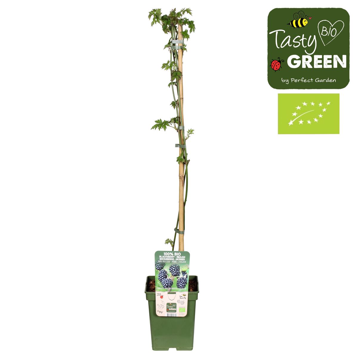 Rubus fruticosus 'Thornless Evergreen' — Plant Wholesale FlorAccess