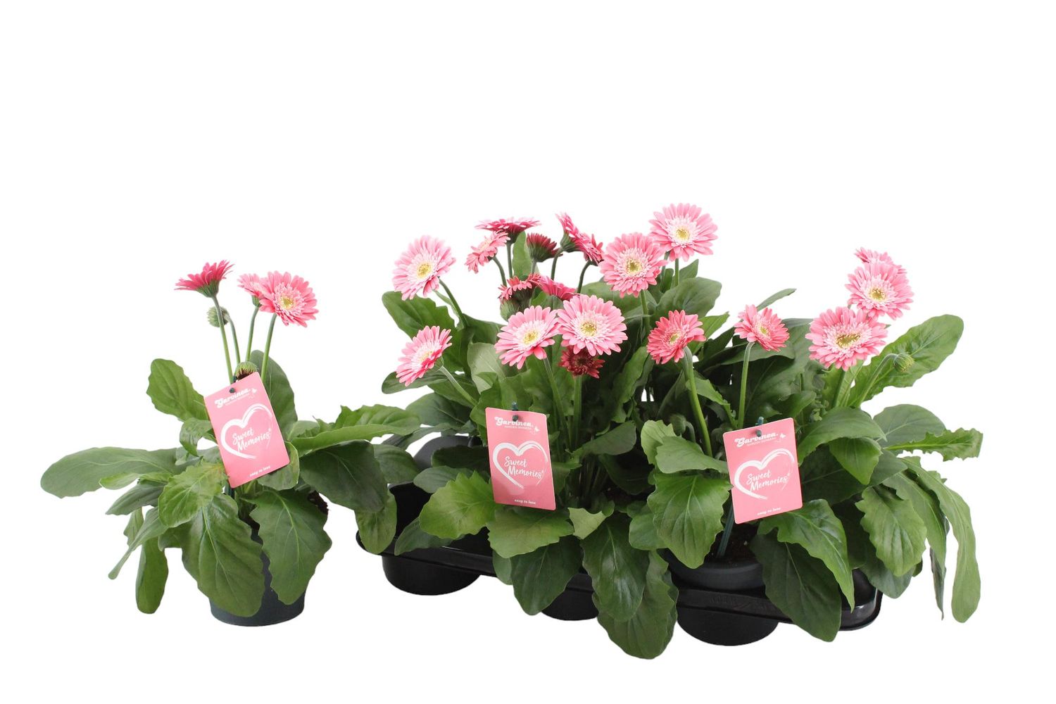 Gerbera GARVINEA SWEET MEMORIES — Plant Wholesale FlorAccess