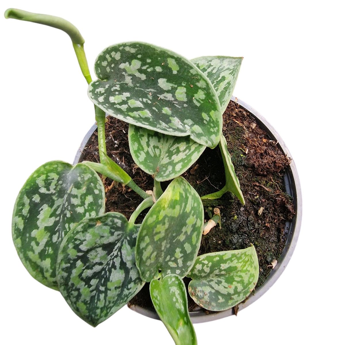 Scindapsus TRICOLOR — Plant Wholesale FlorAccess