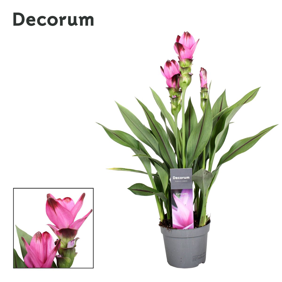 Curcuma alismatifolia SIAM SPLASH — Plant Wholesale FlorAccess