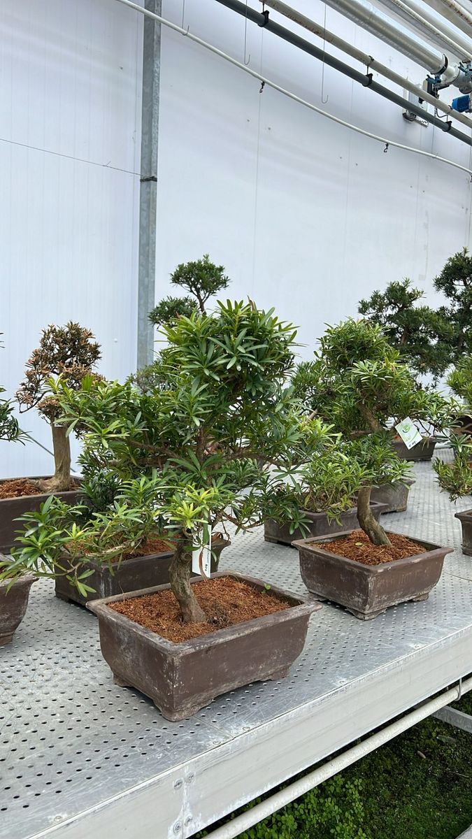Podocarpus macrophyllus — Plant Wholesale FlorAccess