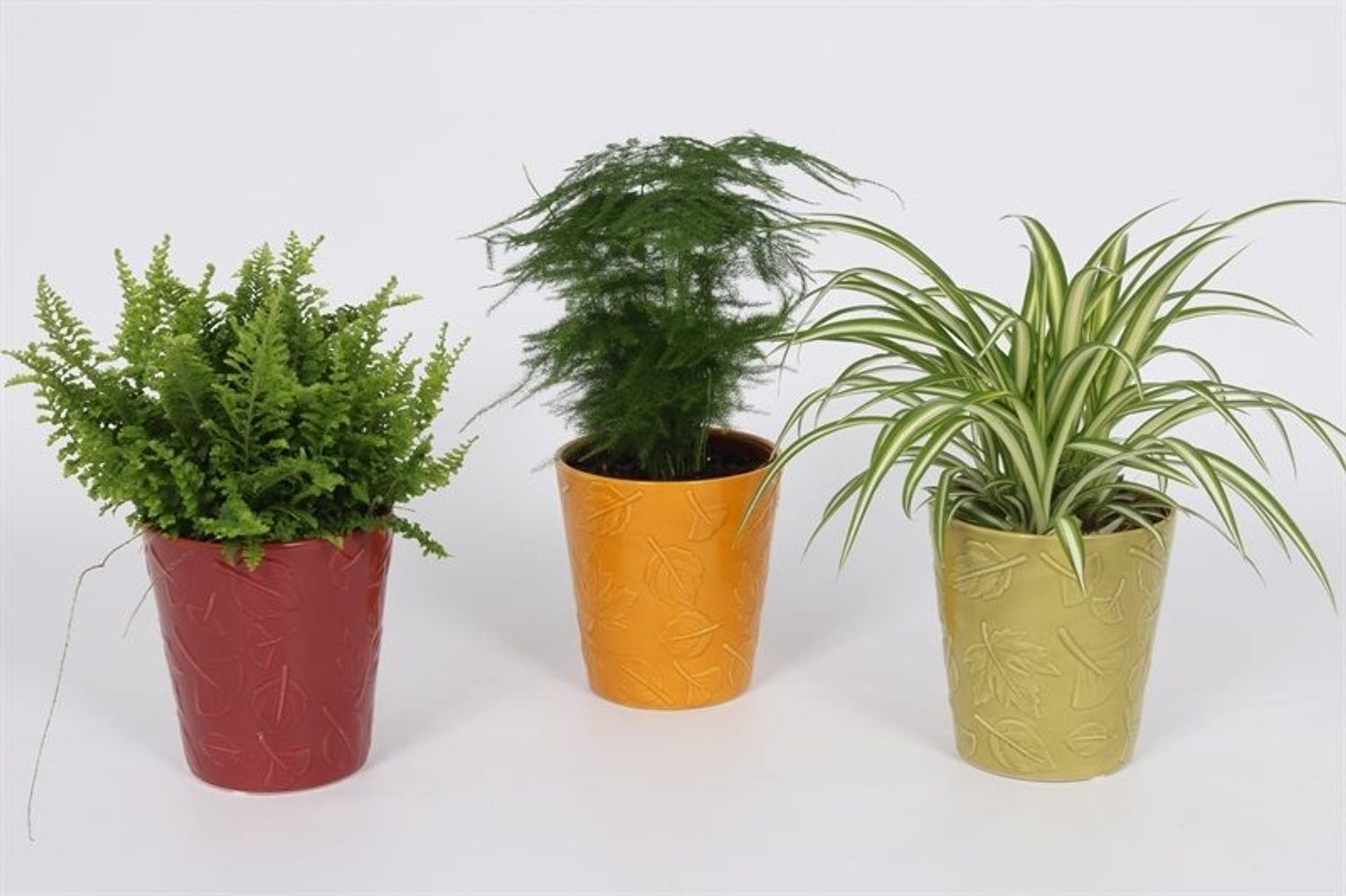 Houseplants MIX — Plant Wholesale FlorAccess