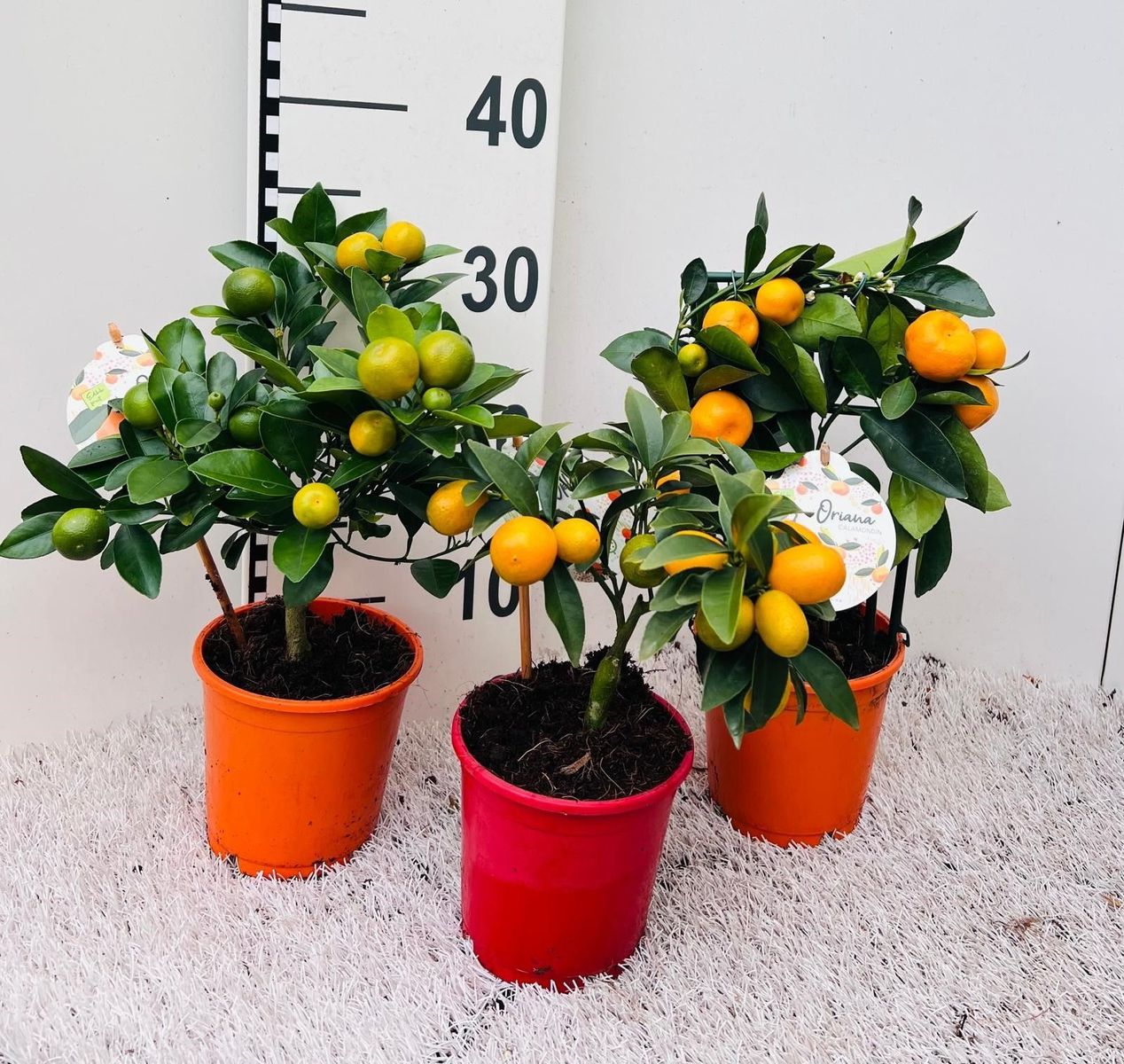 Citrus MIX — Plant Wholesale FlorAccess