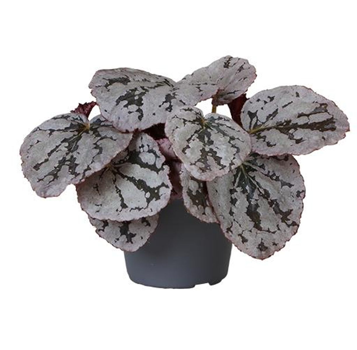 Begonia CHAYO — Plant Wholesale FlorAccess