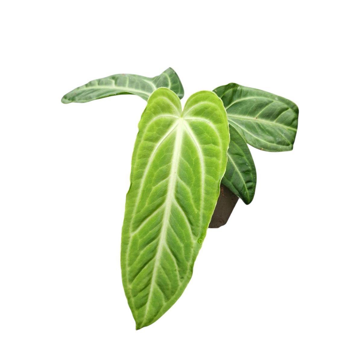 Anthurium villenaorum — Plant Wholesale FlorAccess