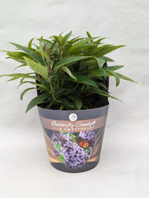 Buddleja davidii BUTTERFLY CANDY LILA SWEETHEART — Plant Wholesale ...