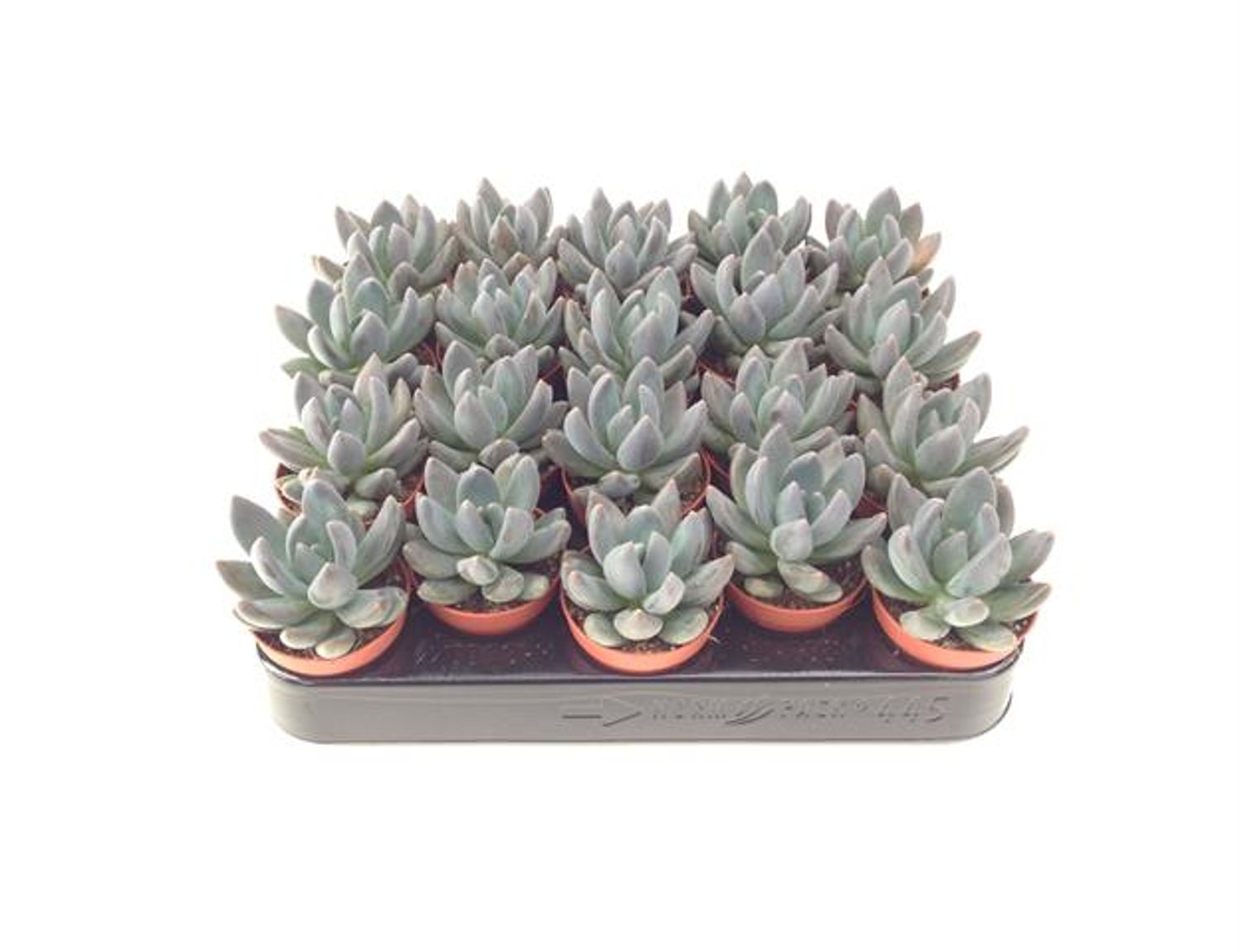 Pachyphytum kimnachii — Plant Wholesale FlorAccess