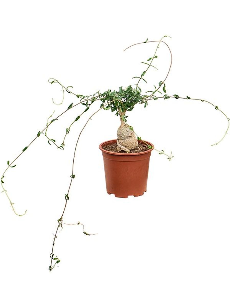 Fockea edulis — Plant Wholesale FlorAccess