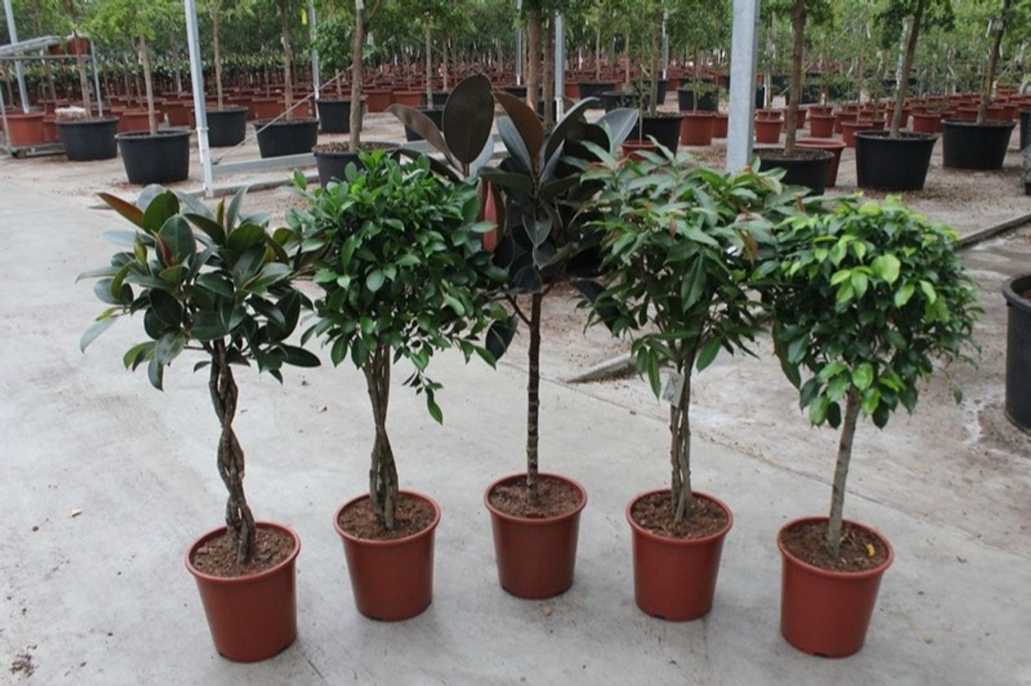 Ficus MIX — Plant Wholesale FlorAccess