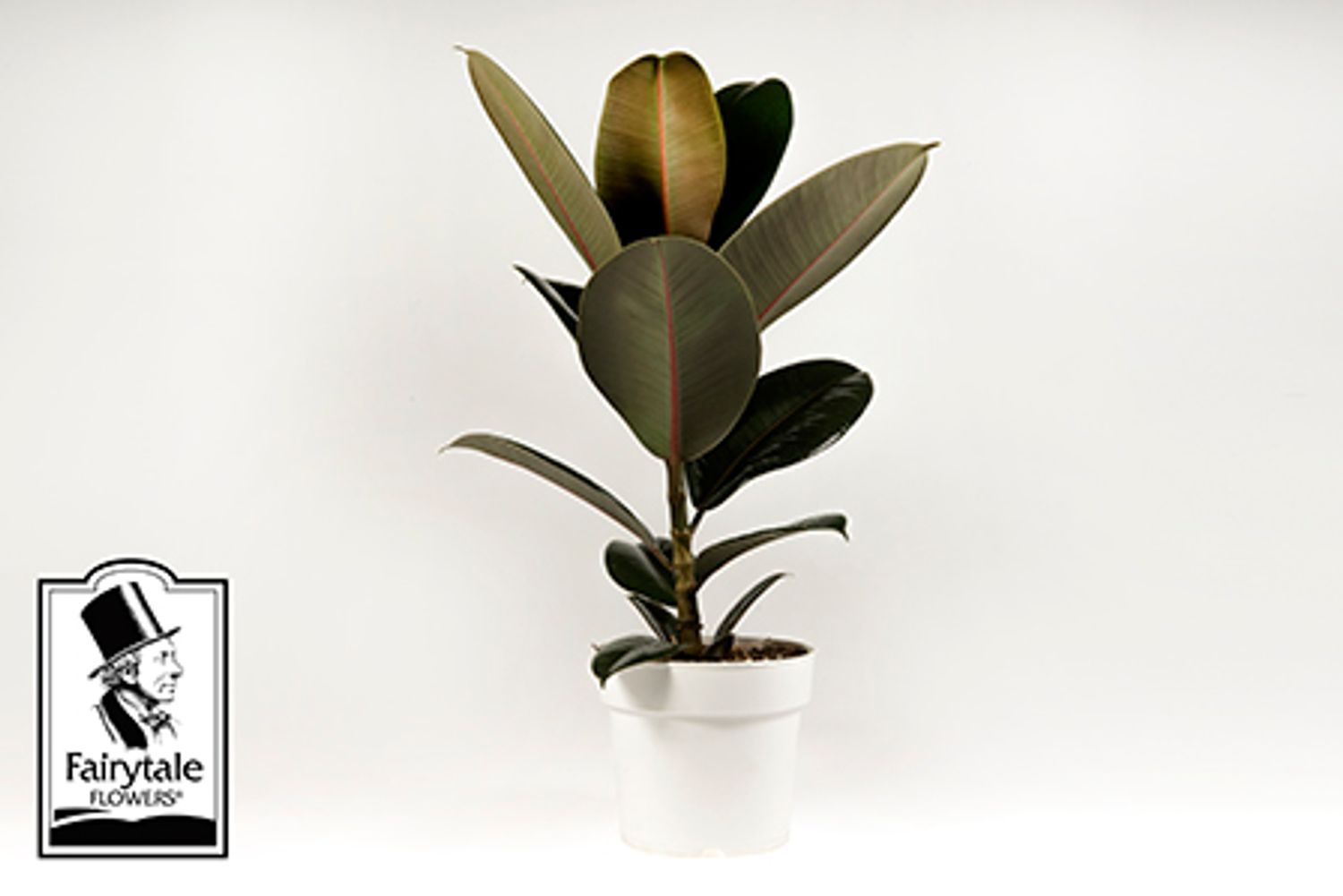 Ficus elastica 'Abidjan' — Plant Wholesale FlorAccess