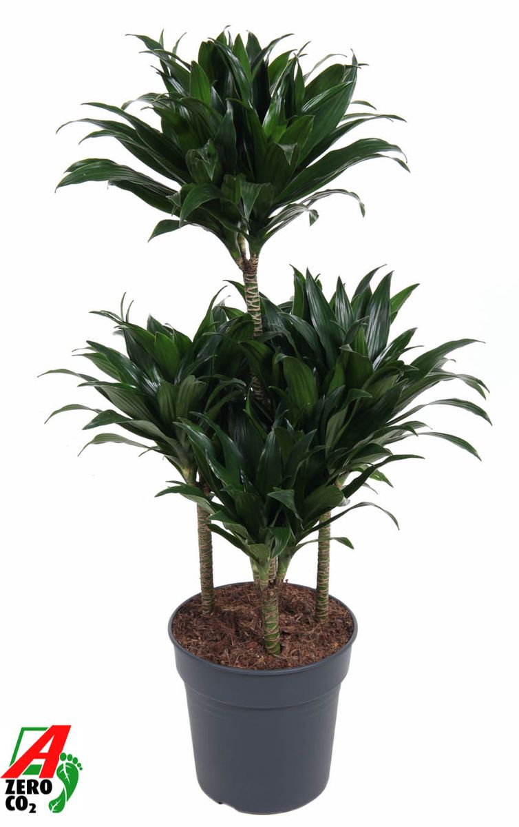 Dracaena fragrans 'Compacta' — Plant Wholesale FlorAccess