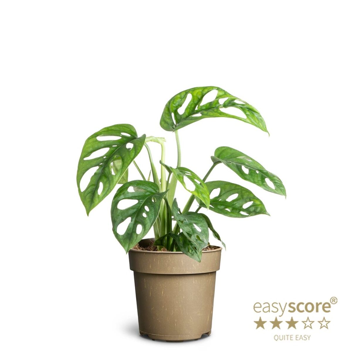 Monstera adansonii — Plant Wholesale FlorAccess