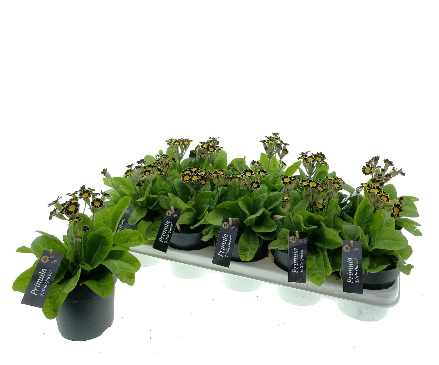 Primula veris 'Little Queen Red' — Plant Wholesale FlorAccess