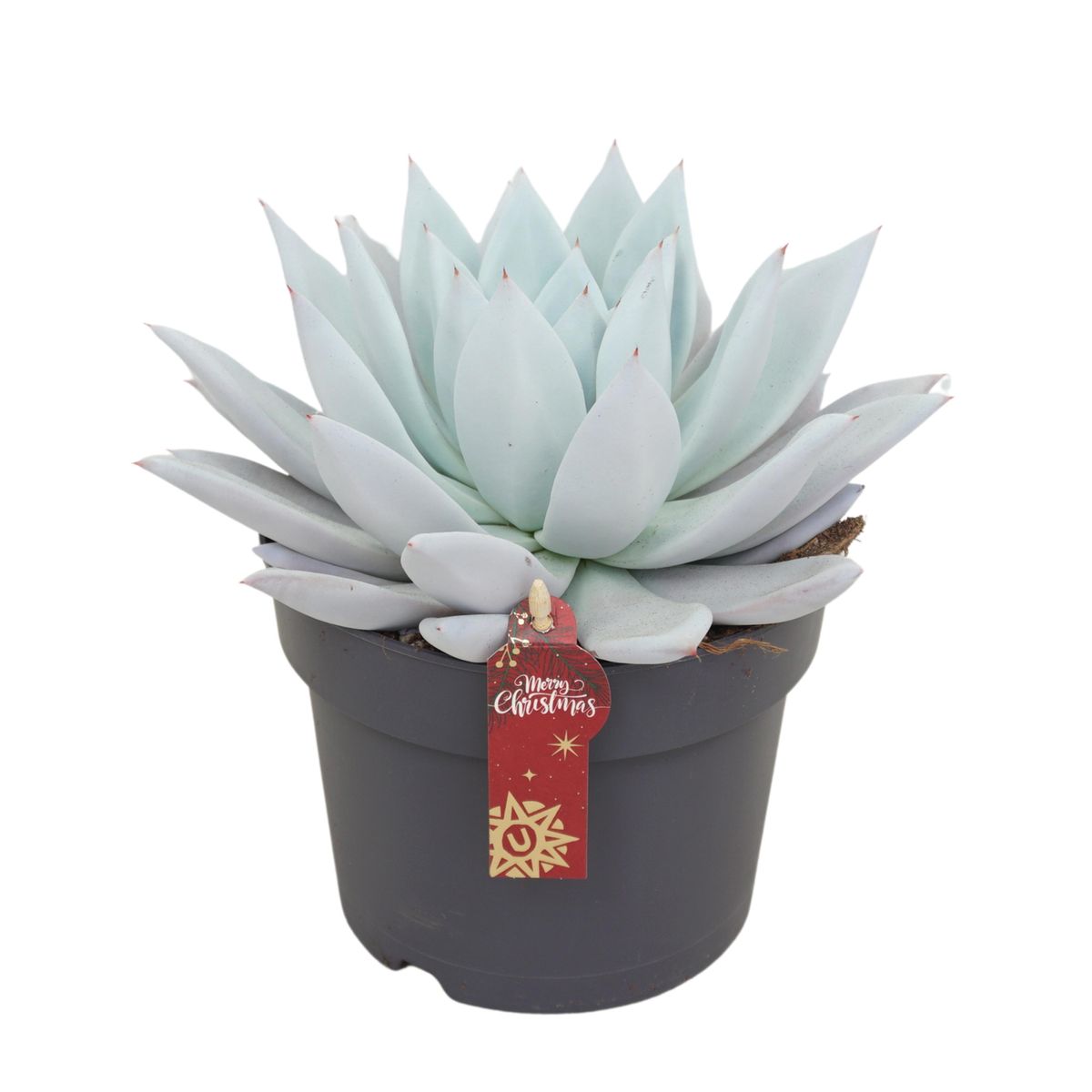 Echeveria colorata 'Mexican Giant' — Plant Wholesale FlorAccess