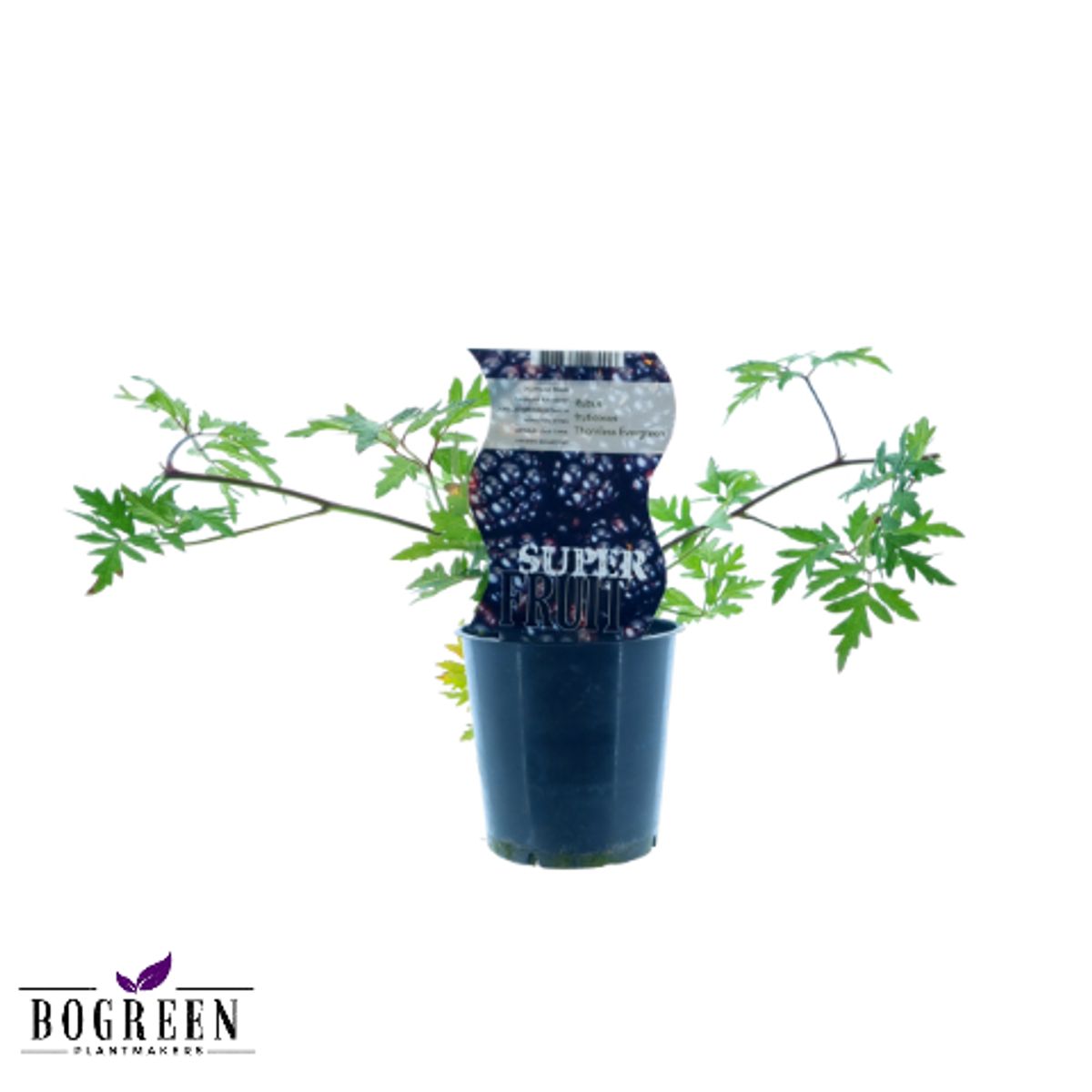 Rubus fruticosus 'Thornless Evergreen' — Plant Wholesale FlorAccess