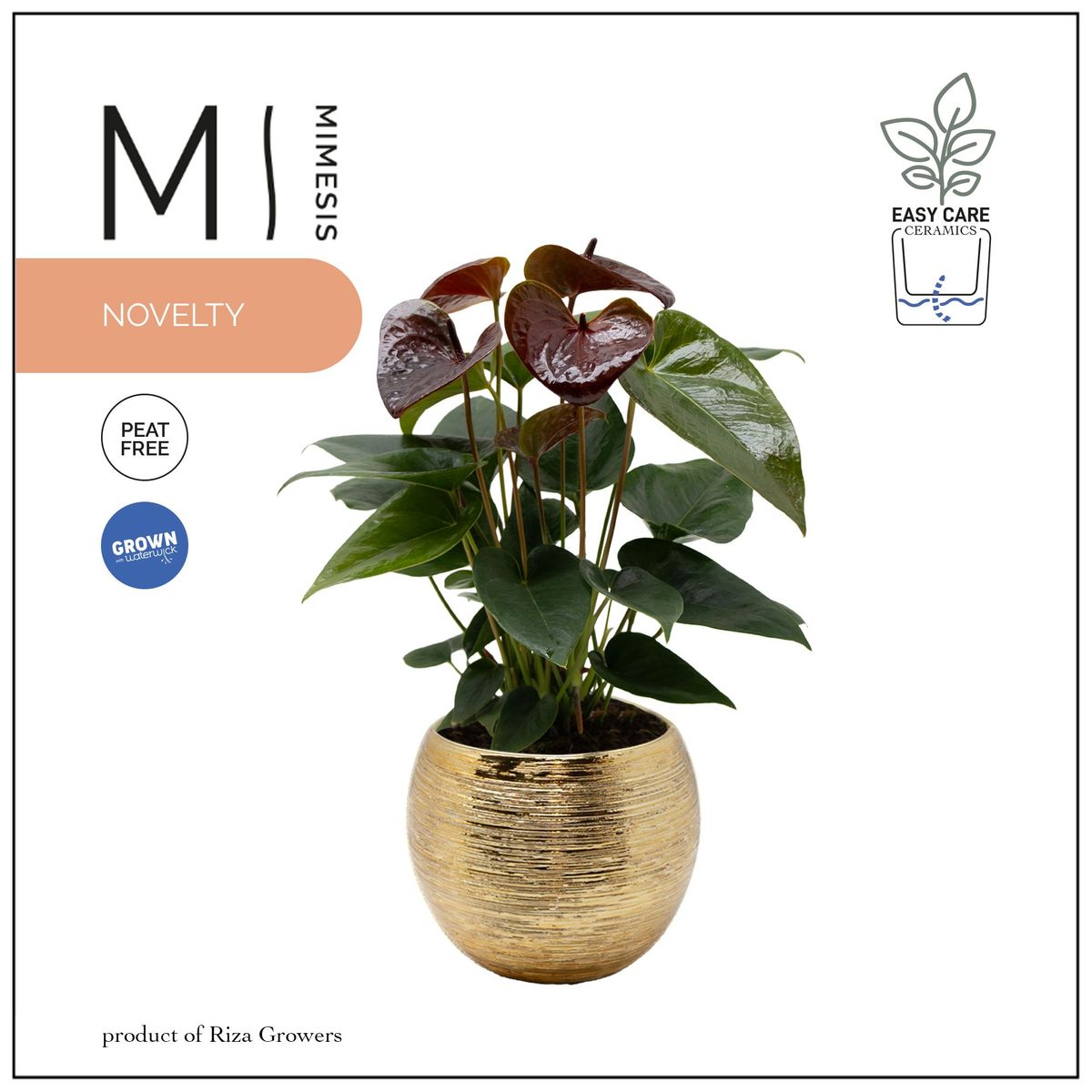 Anthurium ESSENCIA — Plant Wholesale FlorAccess