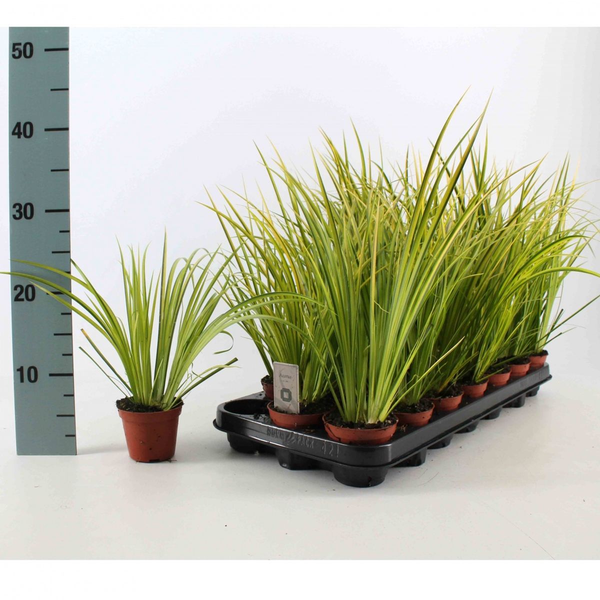 Acorus gramineus 'Ogon' — Plant Wholesale FlorAccess