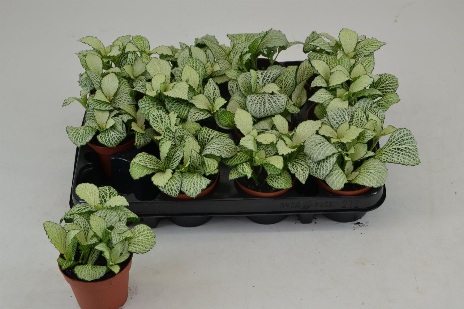 Fittonia MOSAIC PURPLE SNOW ANNE — Plant Wholesale FlorAccess