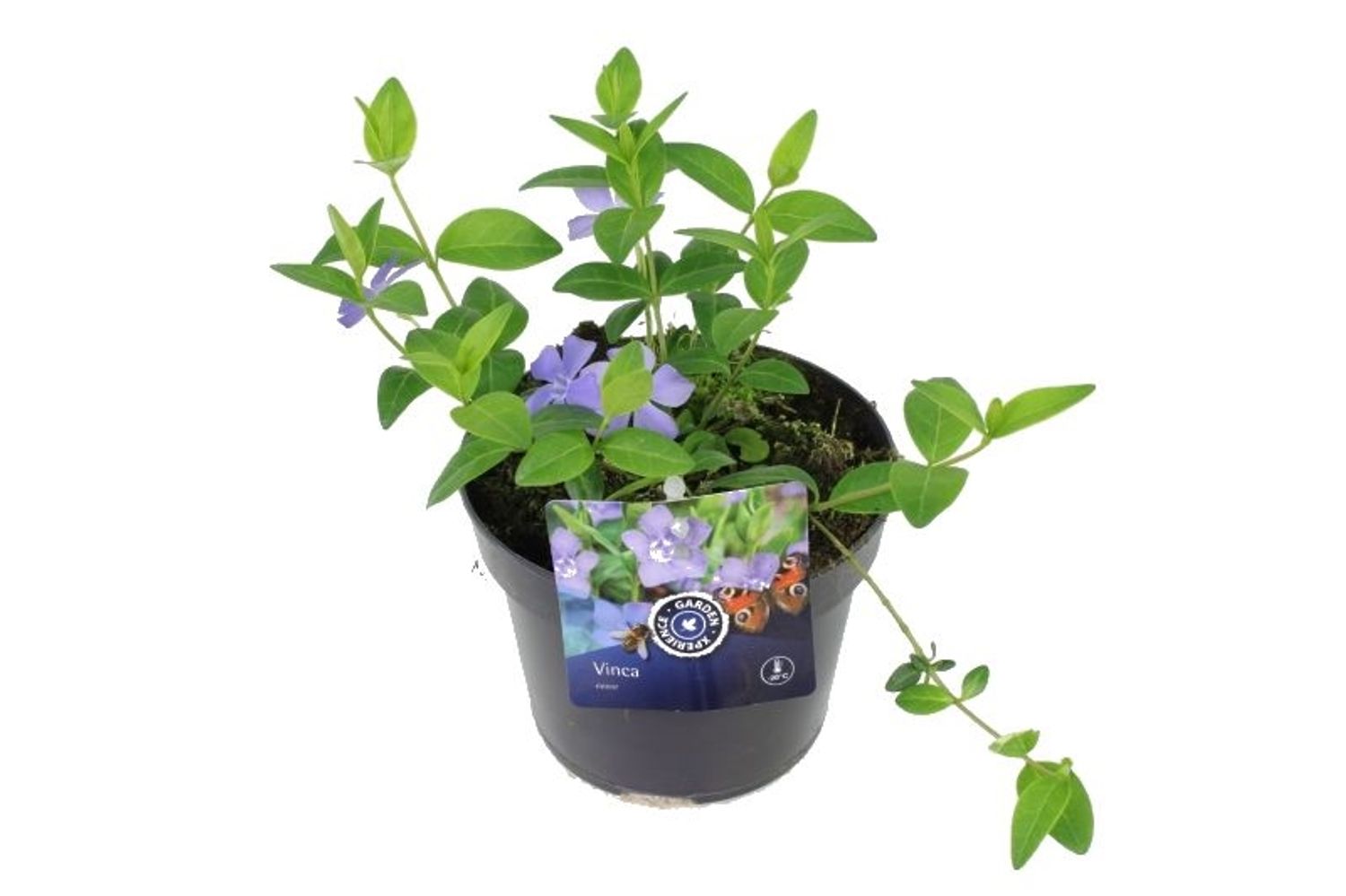 Vinca minor — Plant Wholesale FlorAccess